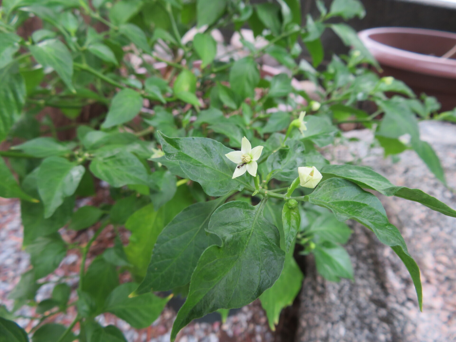 園芸部通信：爆咲き！ピメンタ・デ・シェイロ！: のりぃ的鉄ちゃん人生