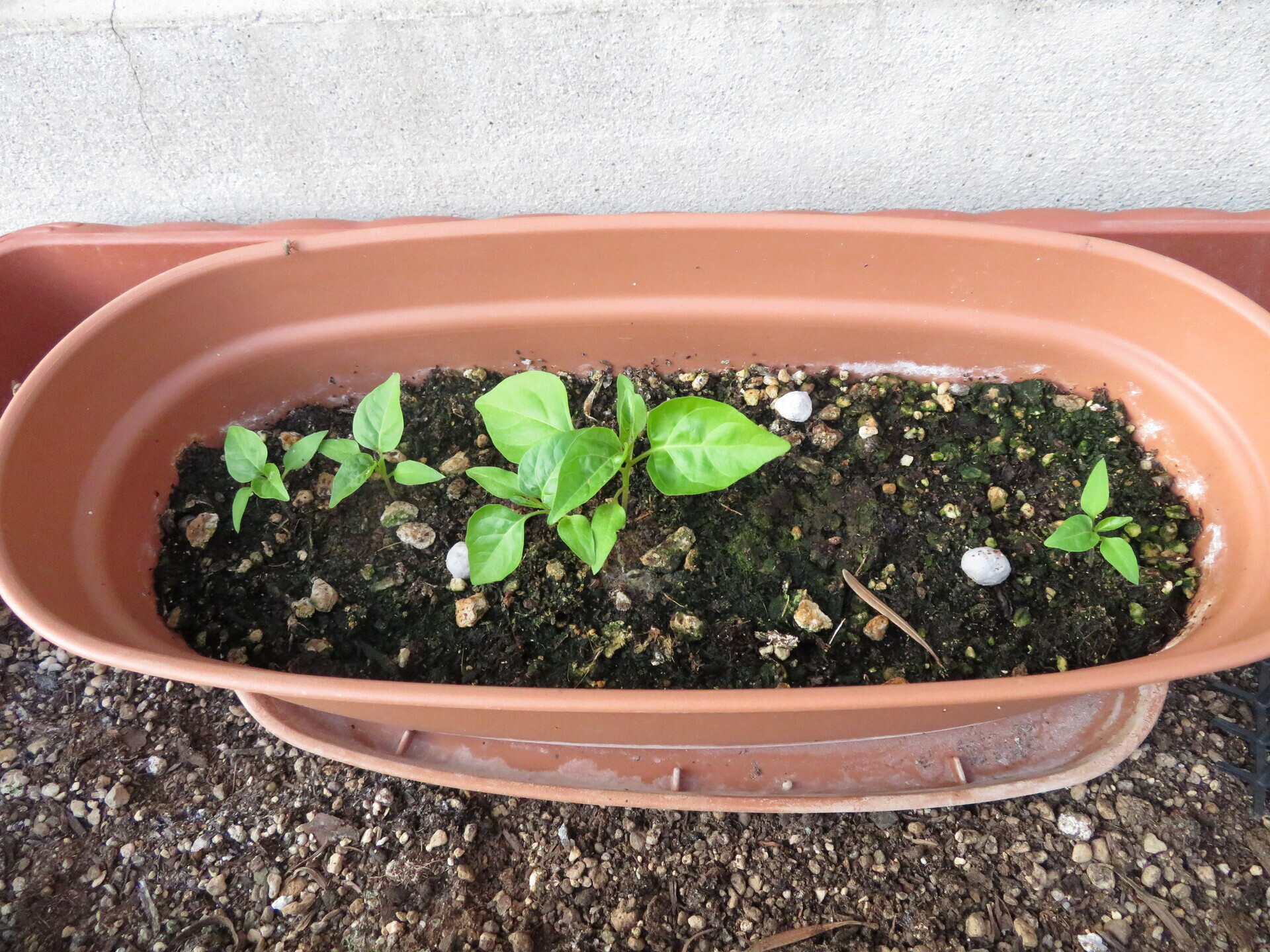 園芸部通信：色づいたピメンタ・デ・シェイロ。 ヽ(^｡^)丿: のりぃ的鉄ちゃん人生